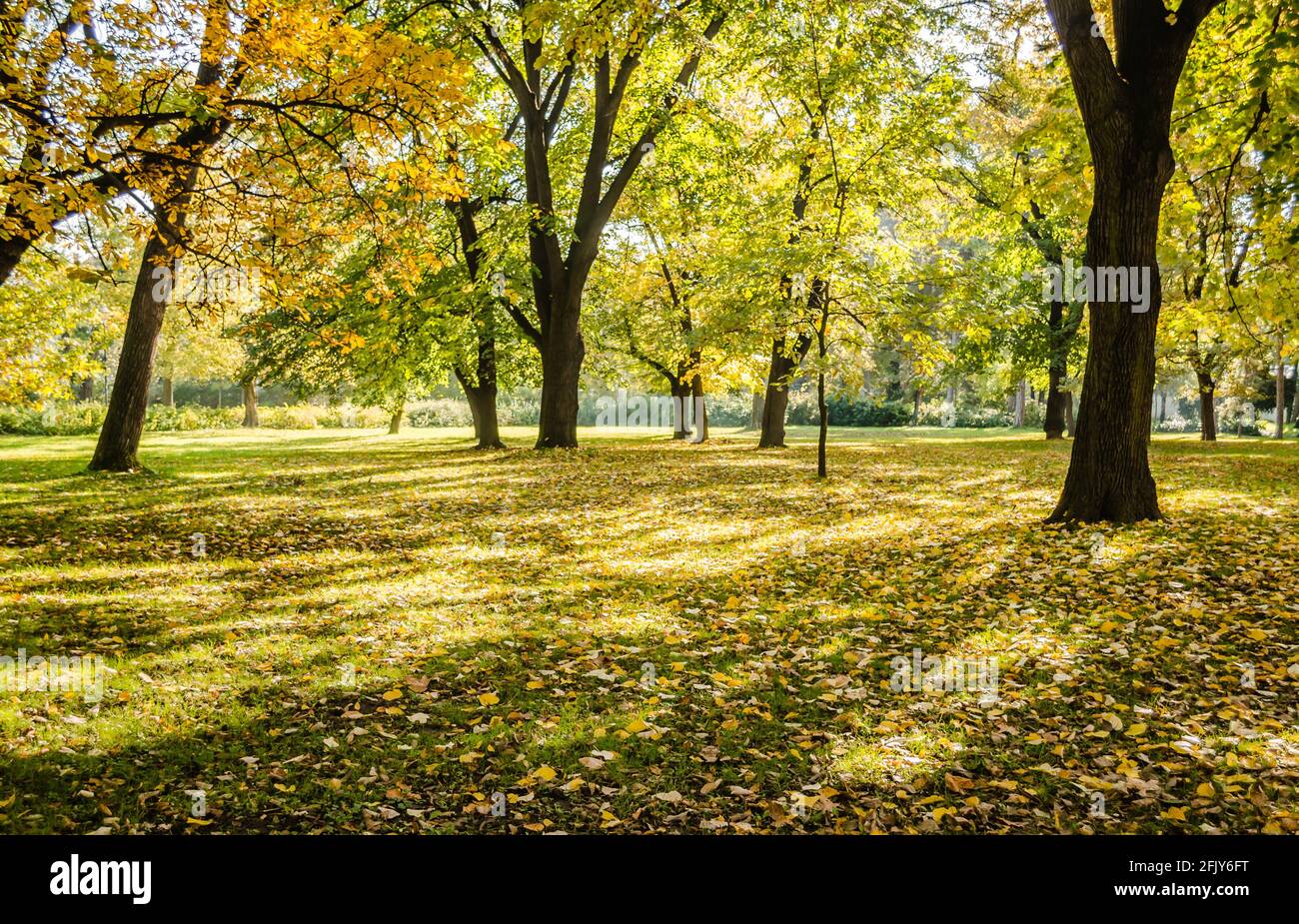 Autumn trees in one of the parks in the city of Novi Sad - Serbia Stock ...