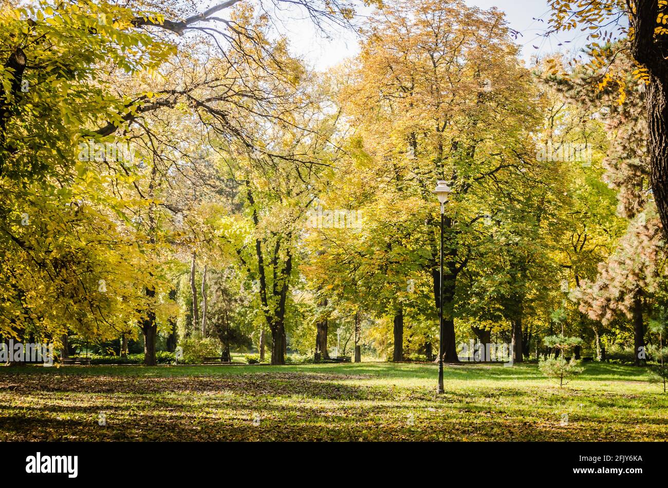 Autumn trees in one of the parks in the city of Novi Sad - Serbia Stock ...