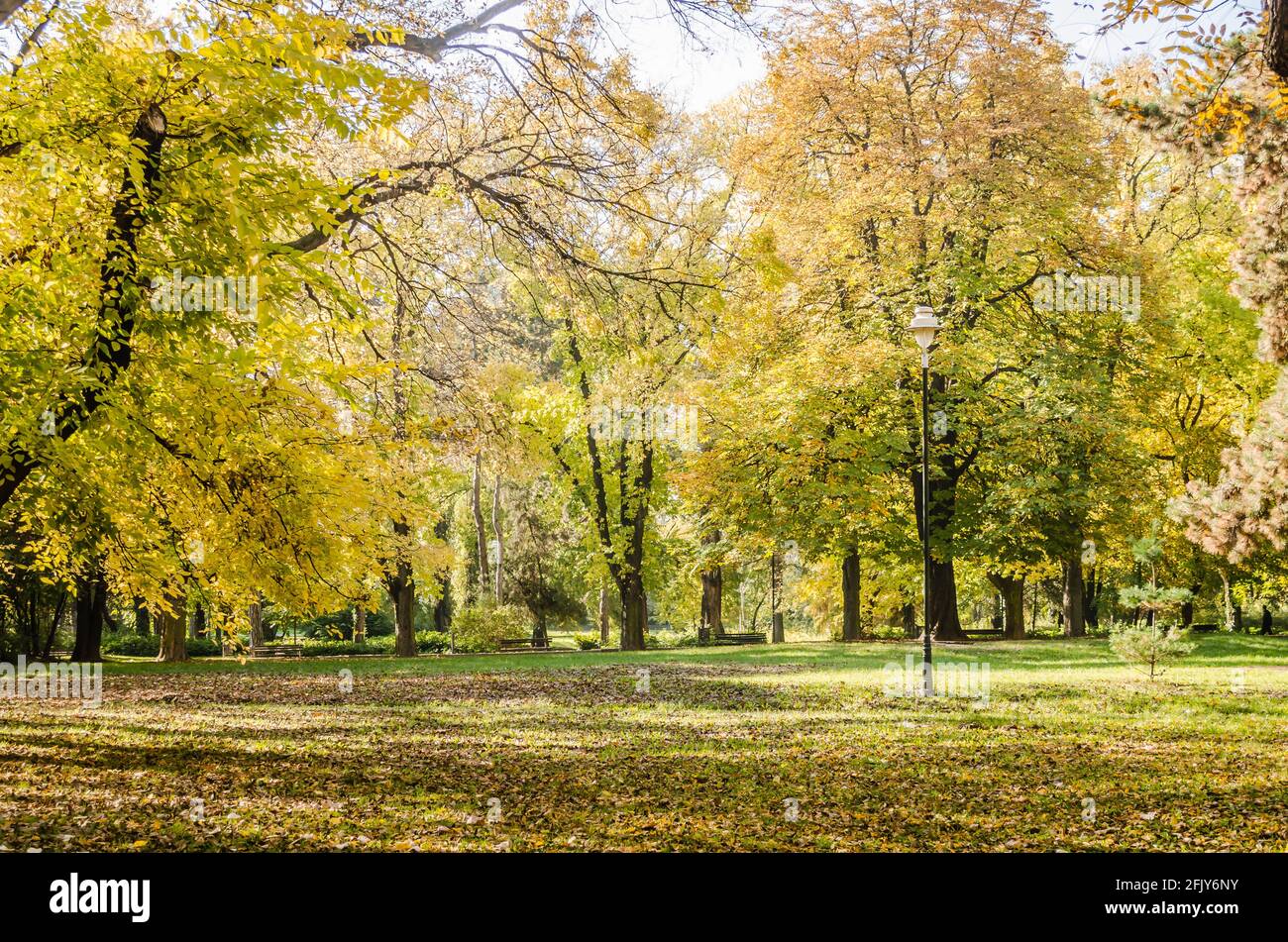 Autumn trees in one of the parks in the city of Novi Sad - Serbia Stock ...