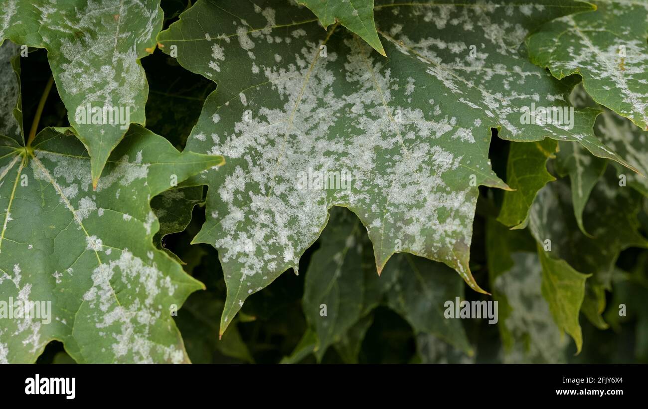 Maple tree leaf diseases hi-res stock photography and images - Alamy