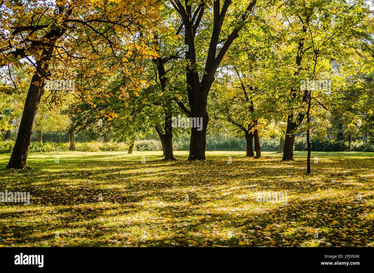 Autumn trees in one of the parks in the city of Novi Sad - Serbia Stock ...