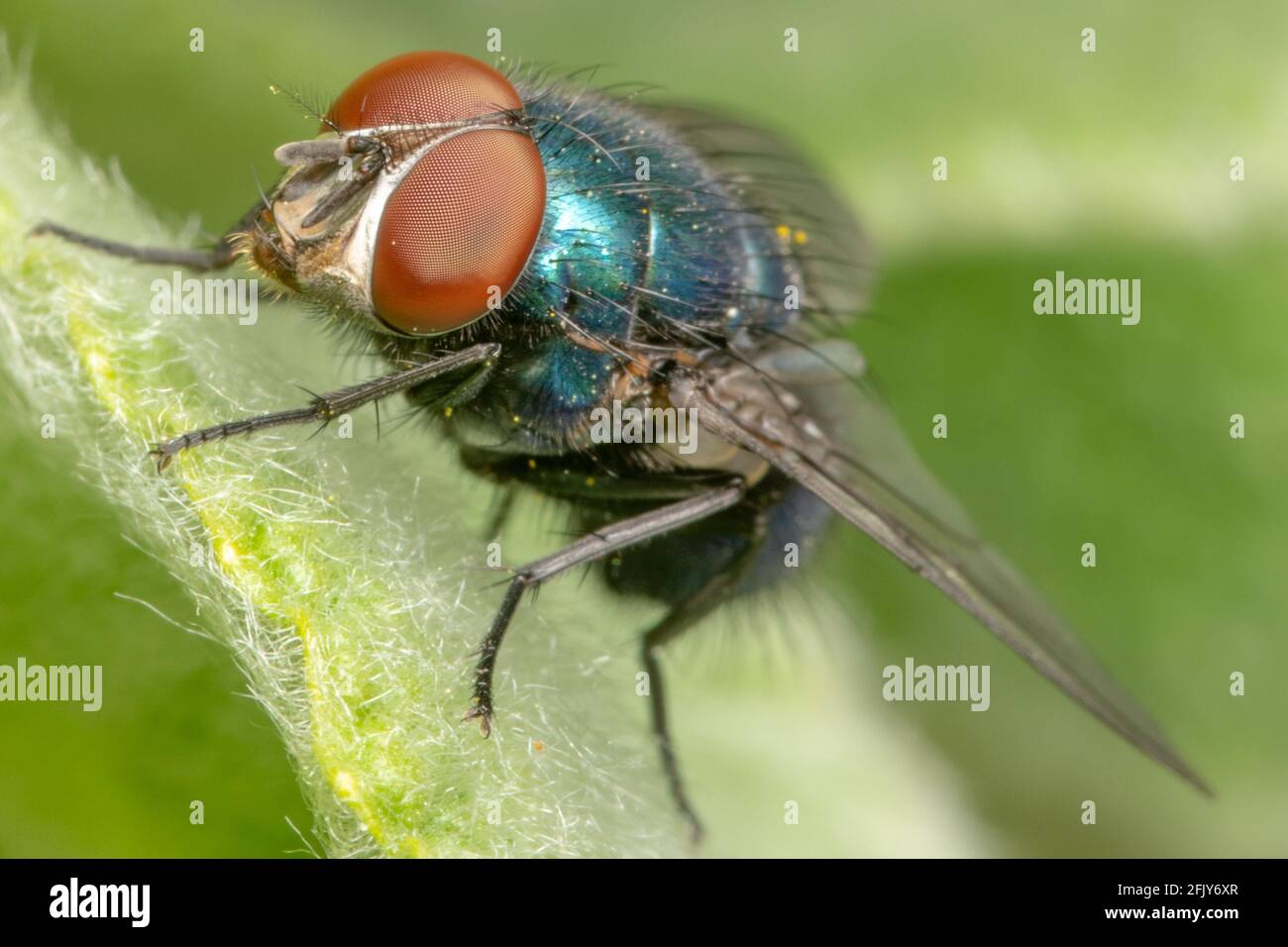 Green bottle fly Stock Photo - Alamy