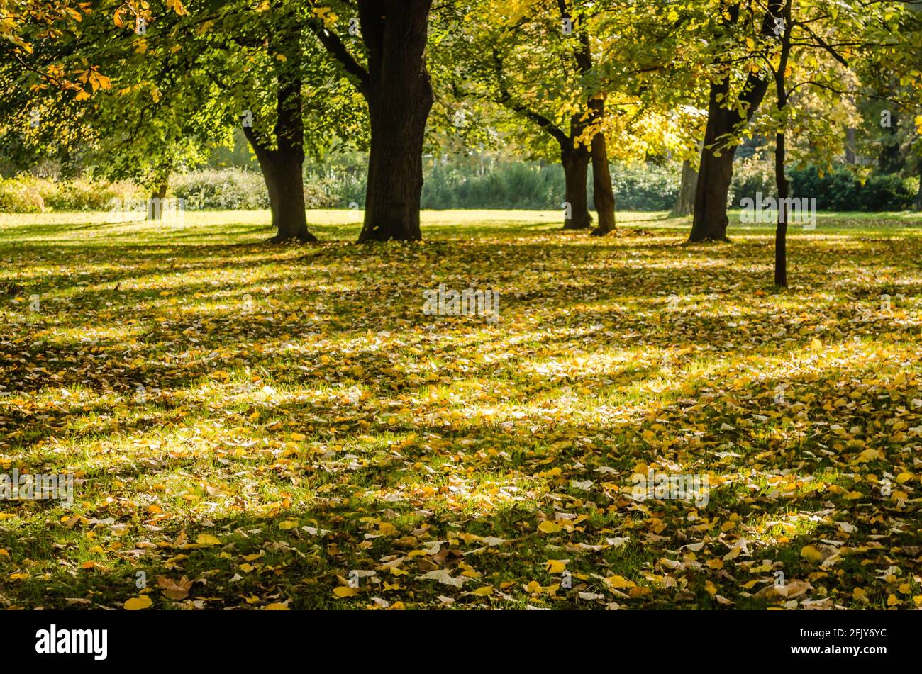 Autumn trees in one of the parks in the city of Novi Sad - Serbia Stock ...