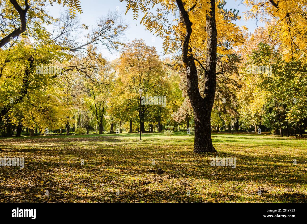 Autumn trees in one of the parks in the city of Novi Sad - Serbia Stock ...