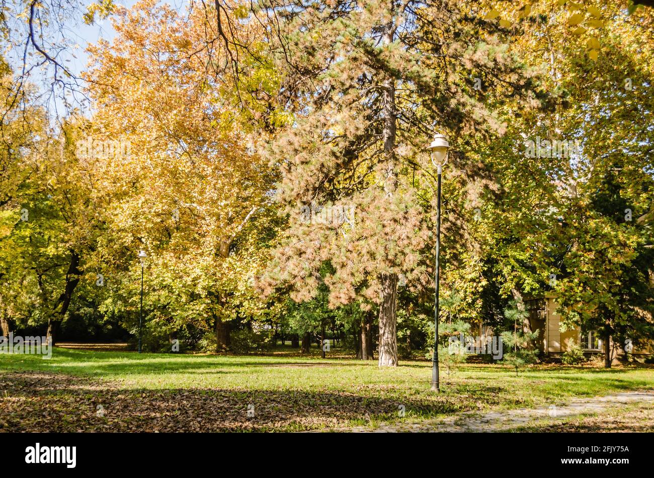 Autumn trees in one of the parks in the city of Novi Sad - Serbia Stock ...
