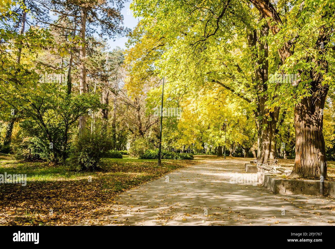 Autumn trees in one of the parks in the city of Novi Sad - Serbia Stock ...