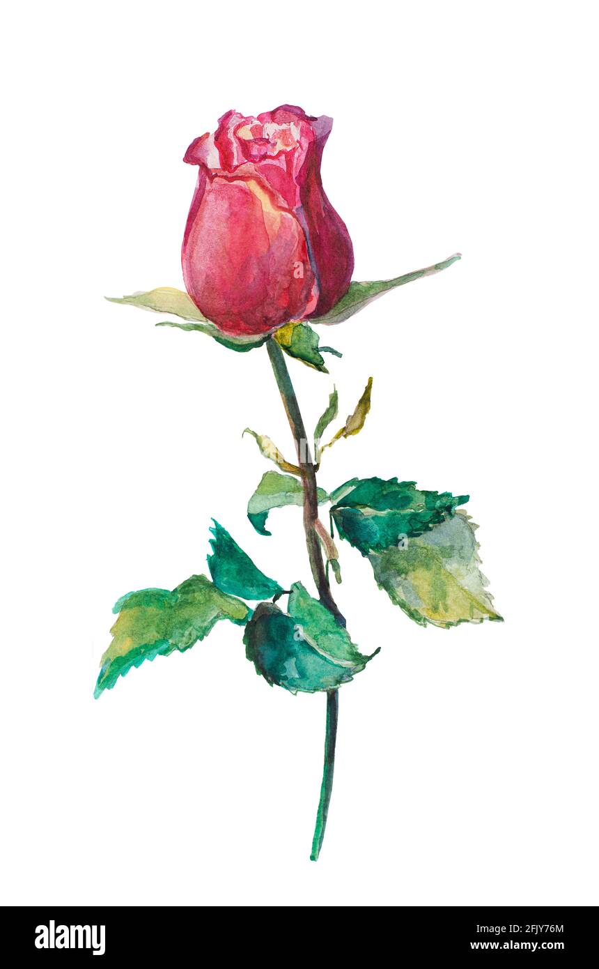 Realistic Red Rose Drawing