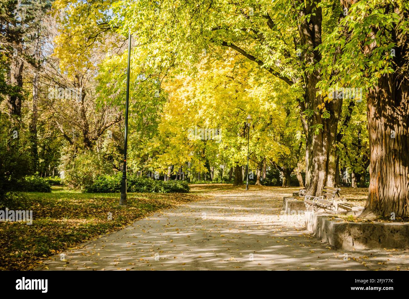 Autumn trees in one of the parks in the city of Novi Sad - Serbia Stock ...