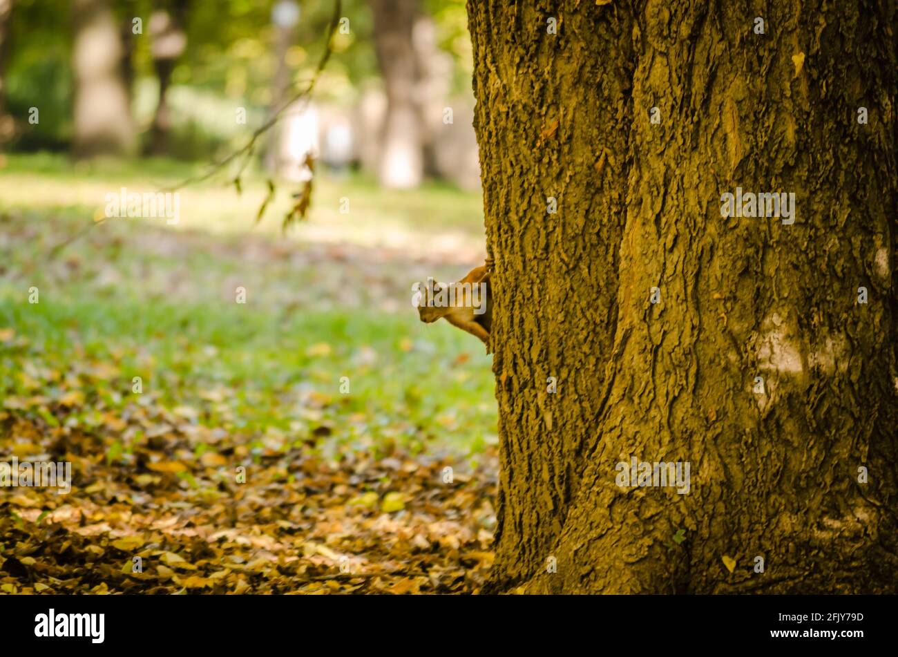 Autumn trees in one of the parks in the city of Novi Sad - Serbia Stock ...