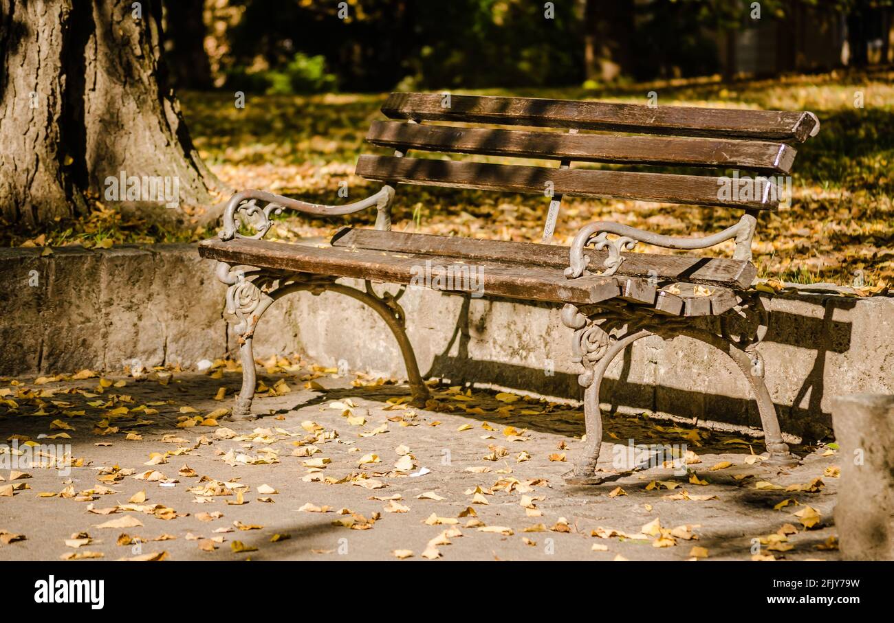 Autumn trees in one of the parks in the city of Novi Sad - Serbia Stock ...