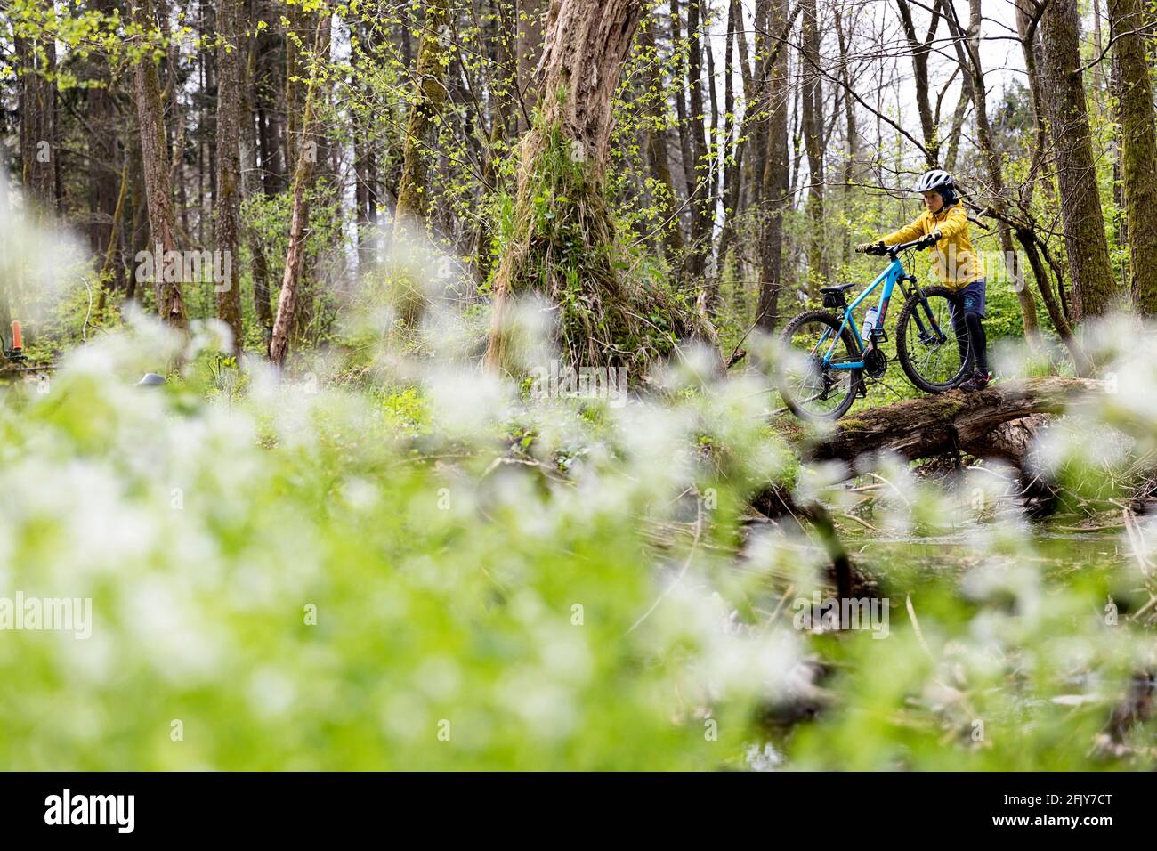 Boy with a mountain bike crossing a tree trunk over the stream in ...