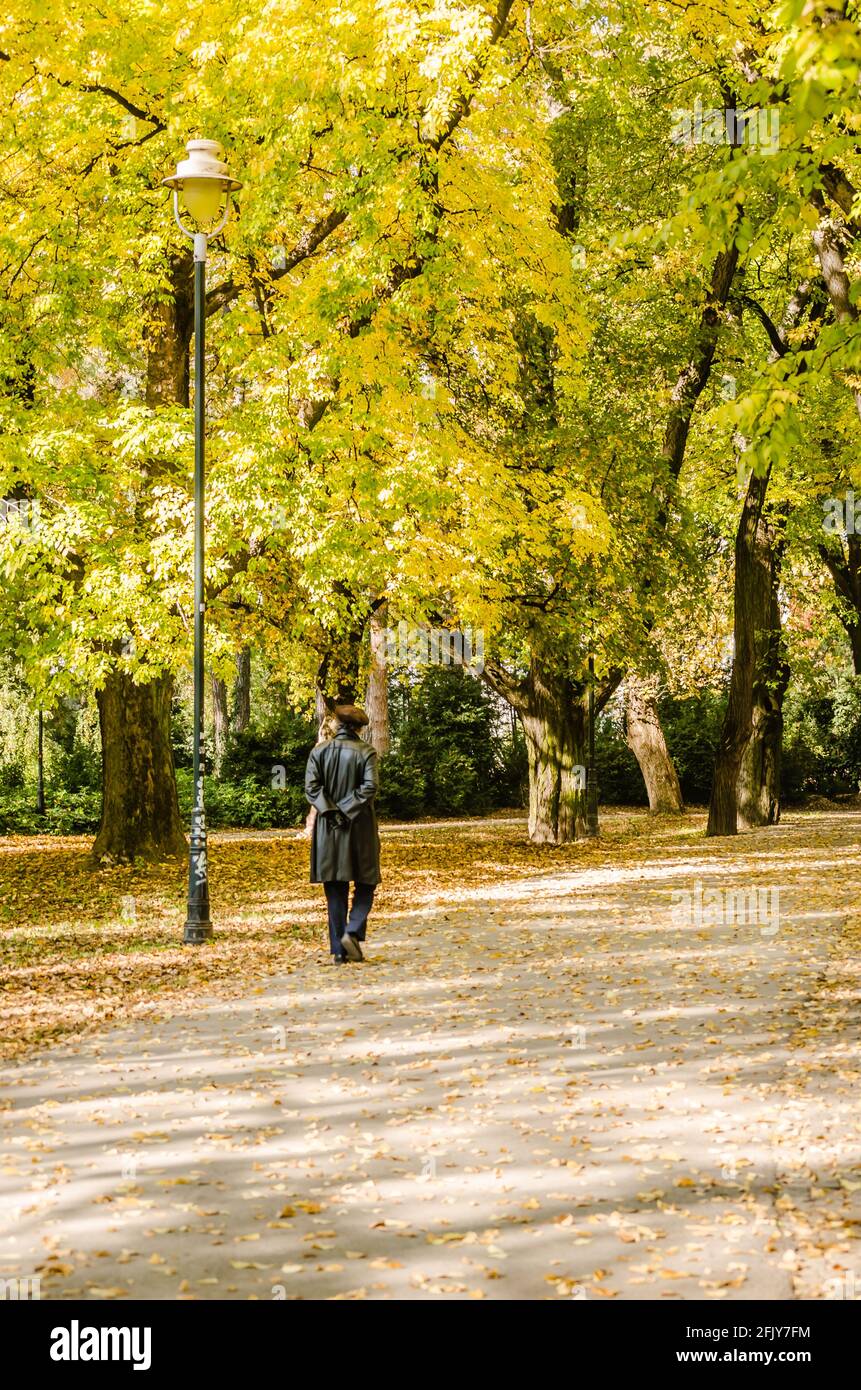 Autumn trees in one of the parks in the city of Novi Sad - Serbia Stock ...