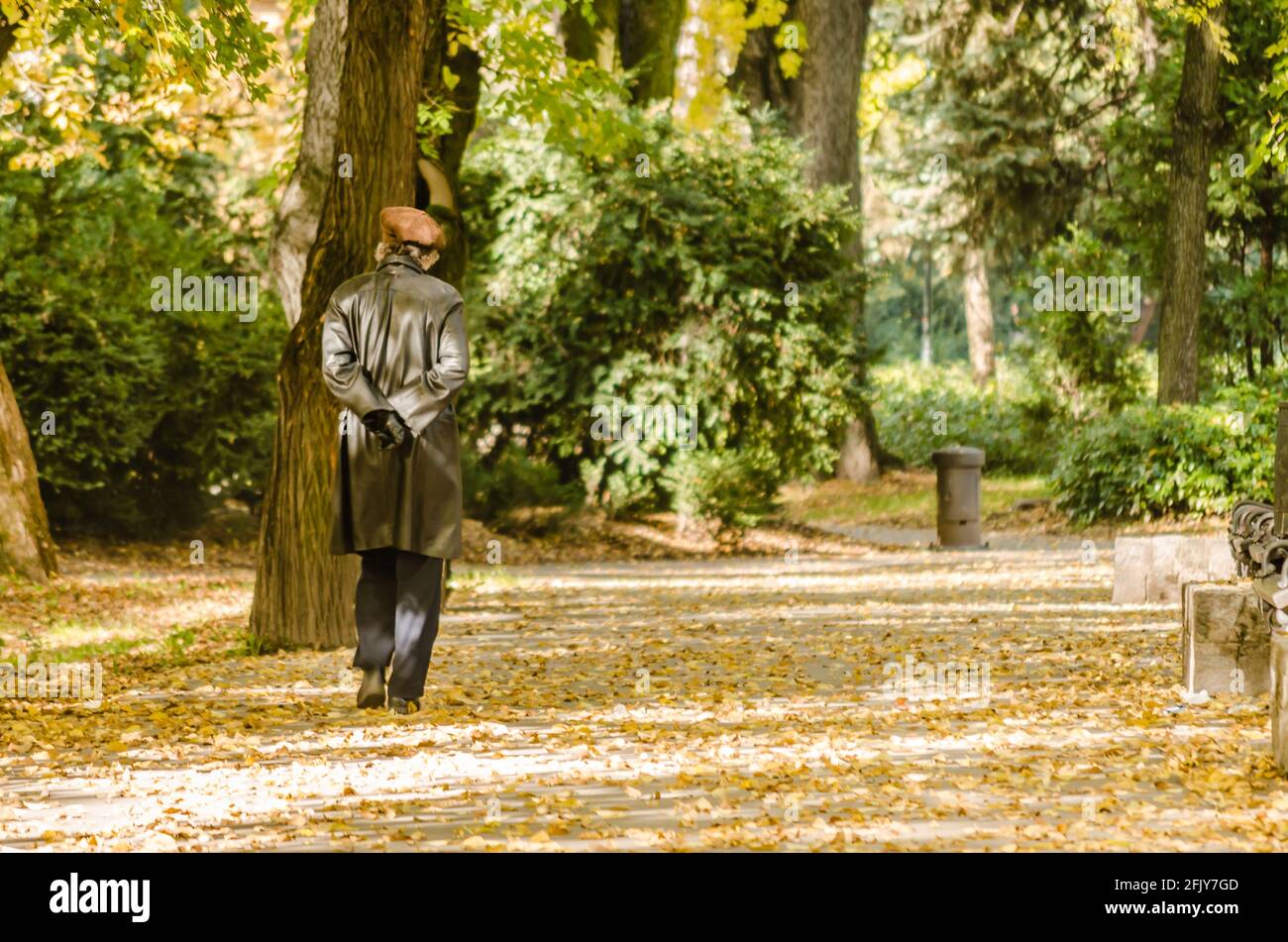 Autumn trees in one of the parks in the city of Novi Sad - Serbia Stock ...