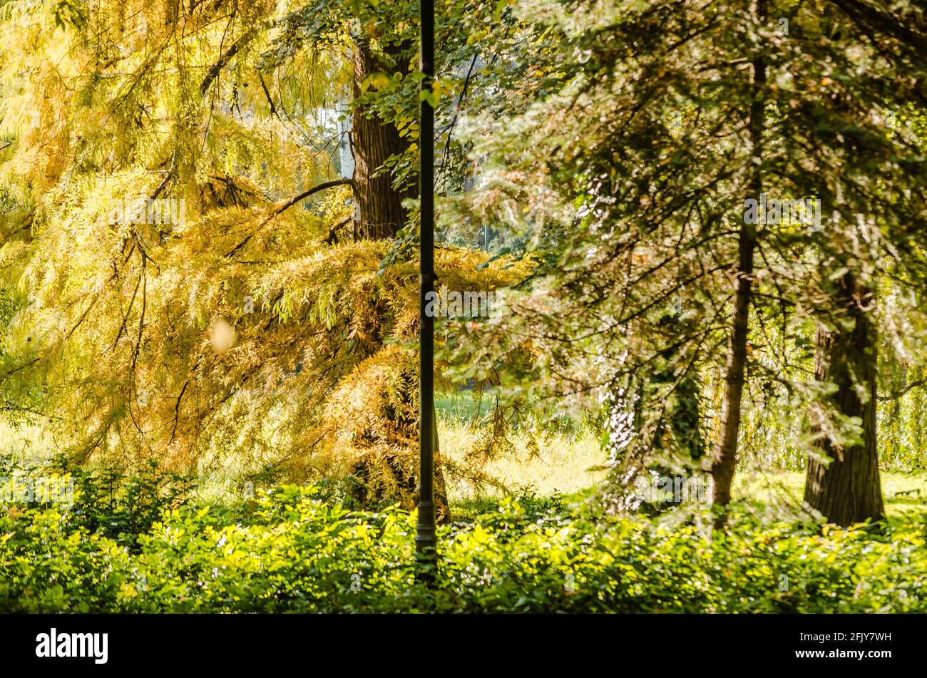 Autumn trees in one of the parks in the city of Novi Sad - Serbia Stock ...