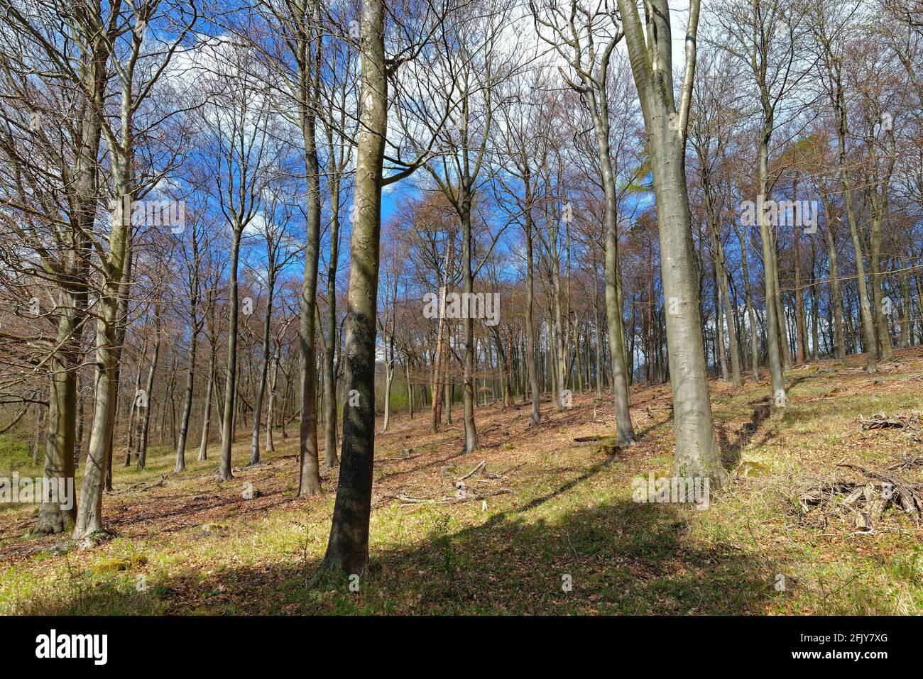 Copse of trees, uk hi-res stock photography and images - Alamy