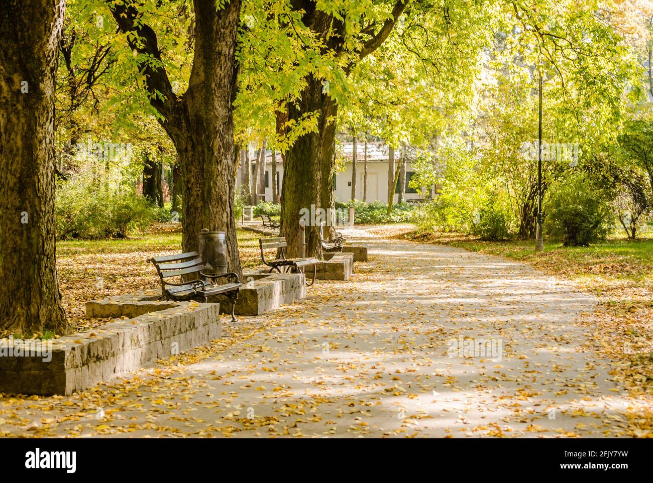 Autumn trees in one of the parks in the city of Novi Sad - Serbia Stock ...