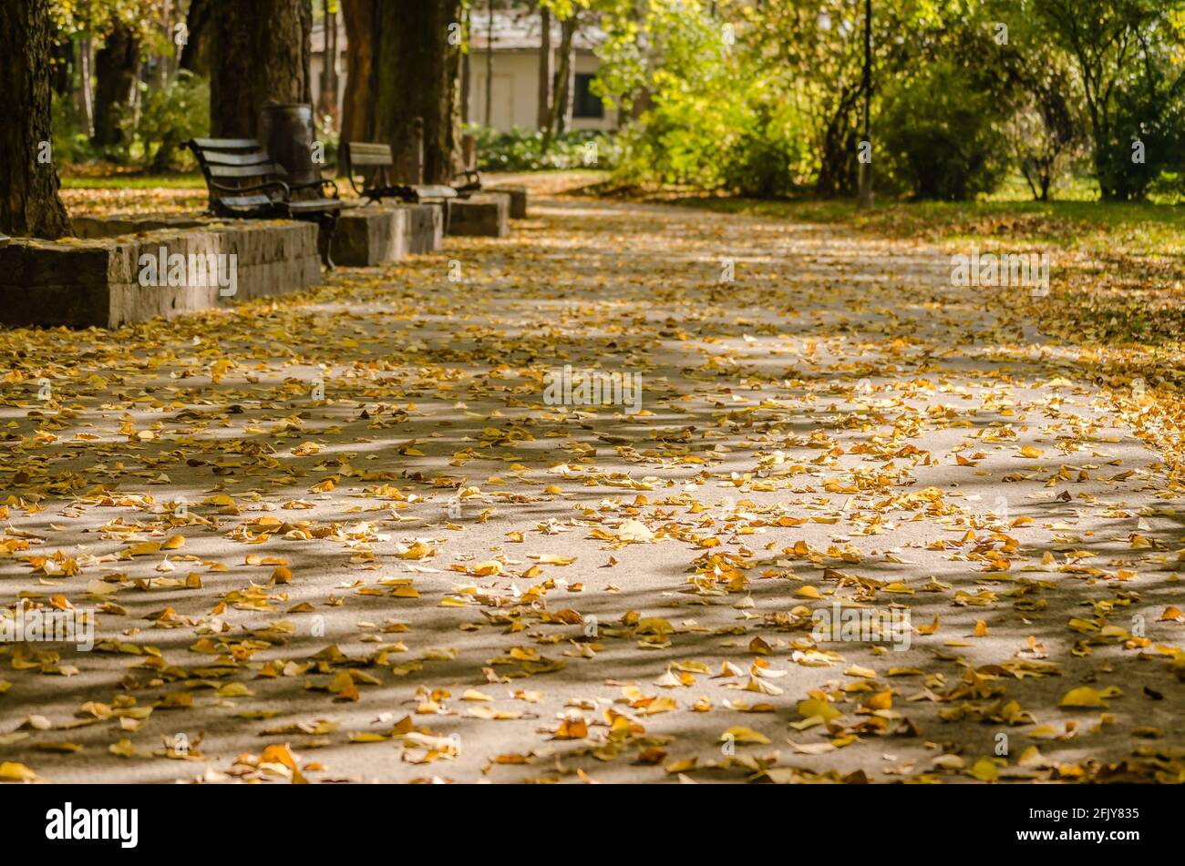 Autumn trees in one of the parks in the city of Novi Sad - Serbia Stock ...