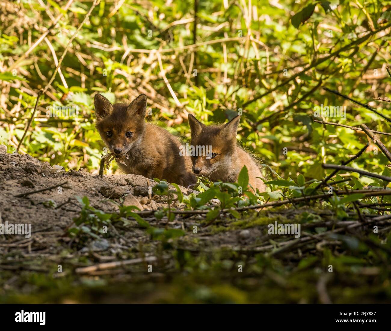 Suburban fox den hi-res stock photography and images - Alamy