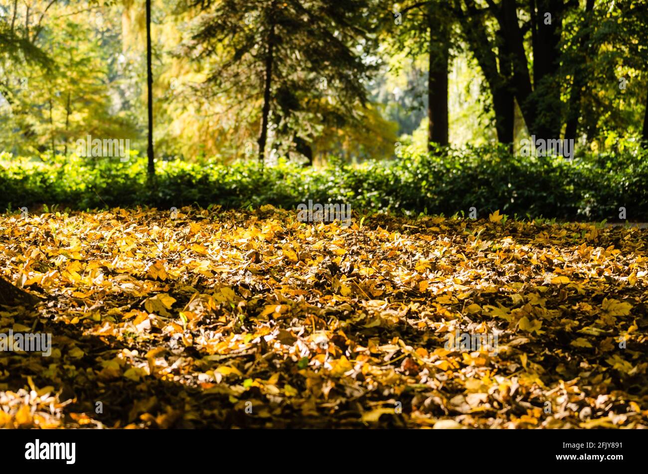 Autumn trees in one of the parks in the city of Novi Sad - Serbia Stock ...