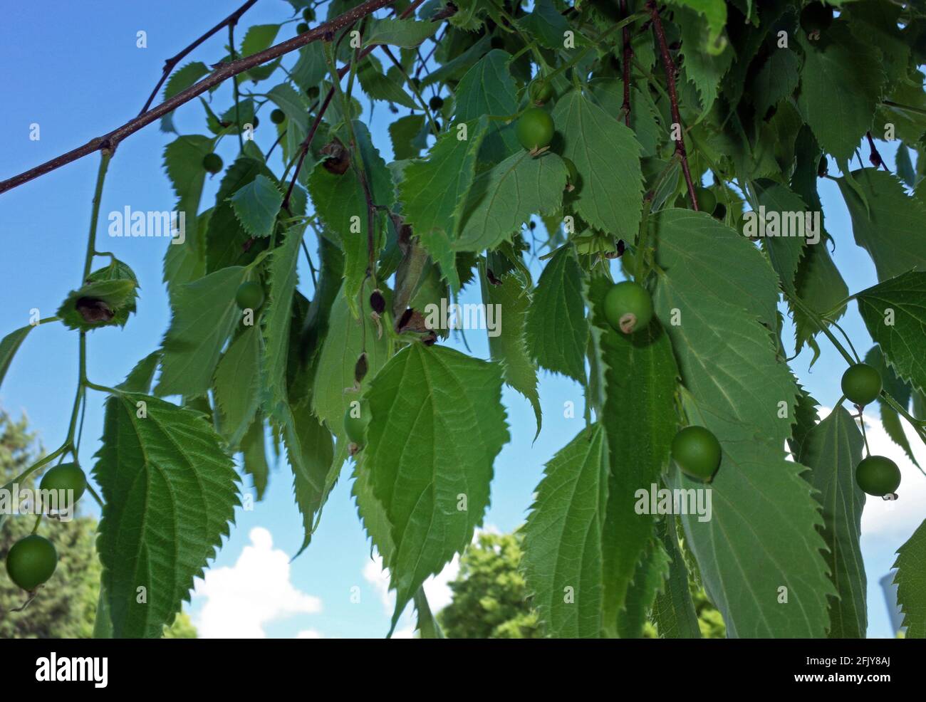 Nettle tree (celtis australis Stock Photo - Alamy