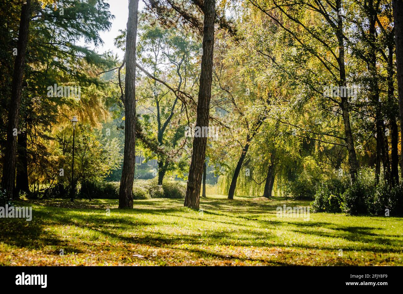 Autumn trees in one of the parks in the city of Novi Sad - Serbia Stock ...