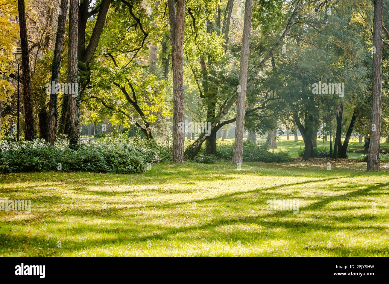 Autumn trees in one of the parks in the city of Novi Sad - Serbia Stock ...