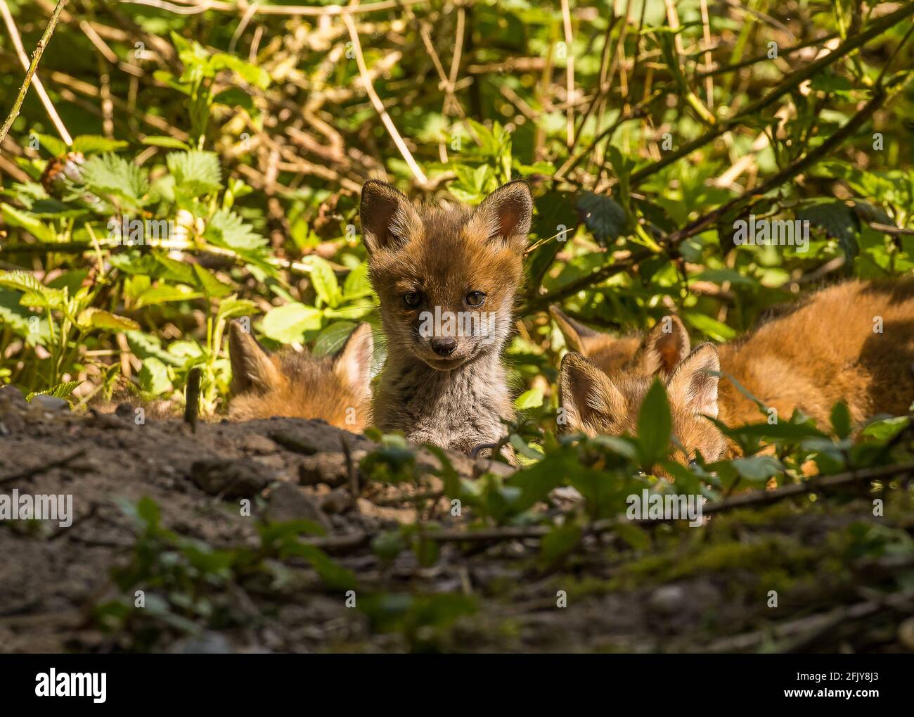 Suburban fox den hi-res stock photography and images - Alamy
