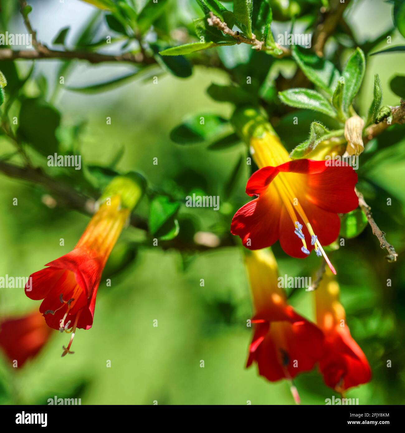 Cantua buxifolia hi-res stock photography and images - Alamy