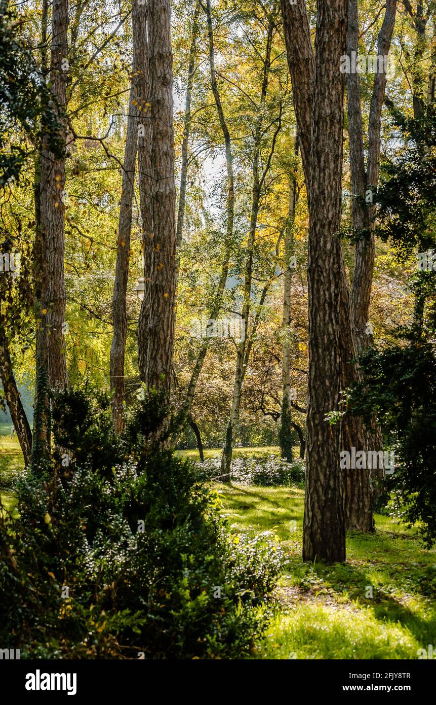 Autumn trees in one of the parks in the city of Novi Sad - Serbia Stock ...