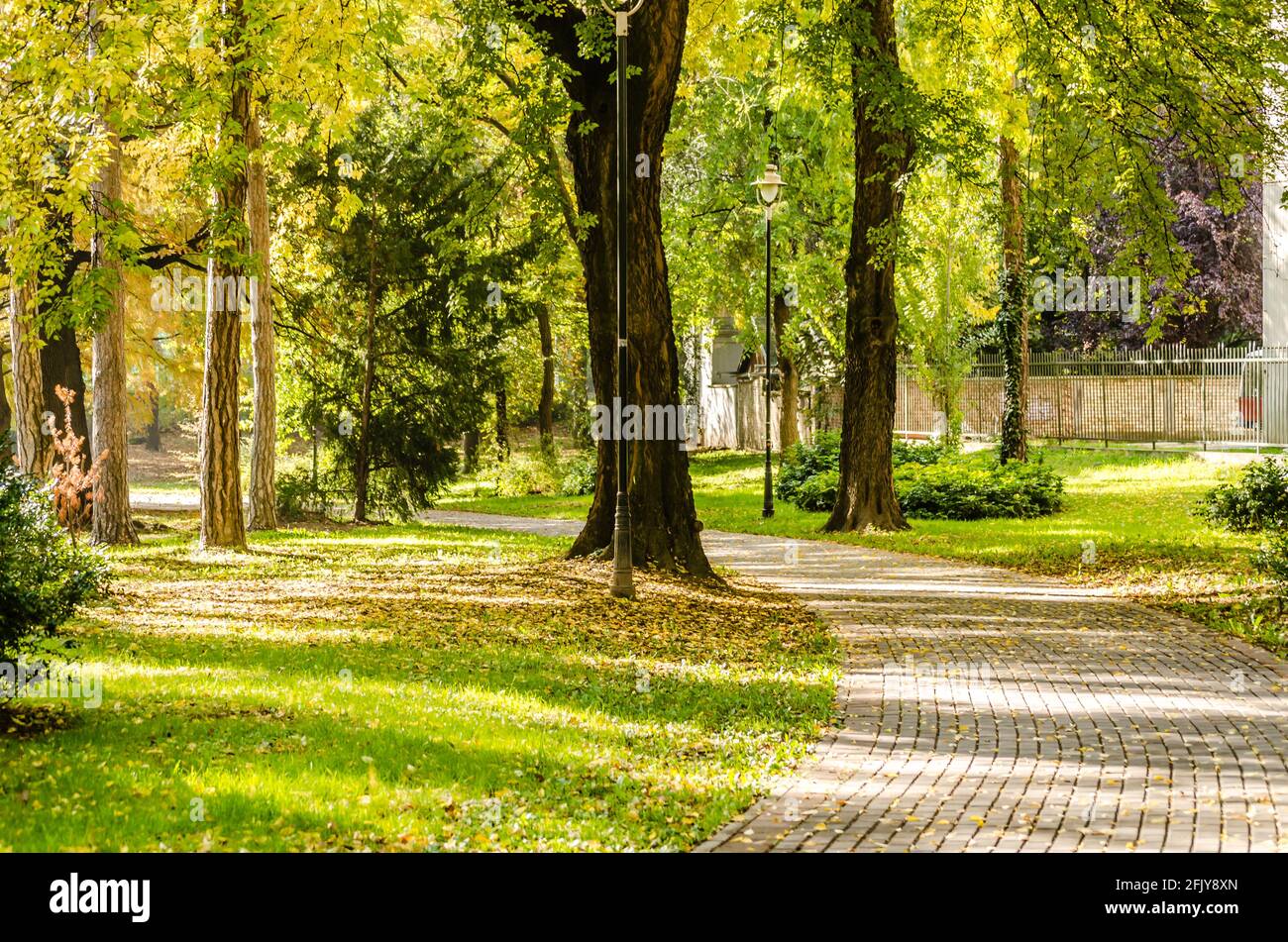 Autumn trees in one of the parks in the city of Novi Sad - Serbia Stock ...