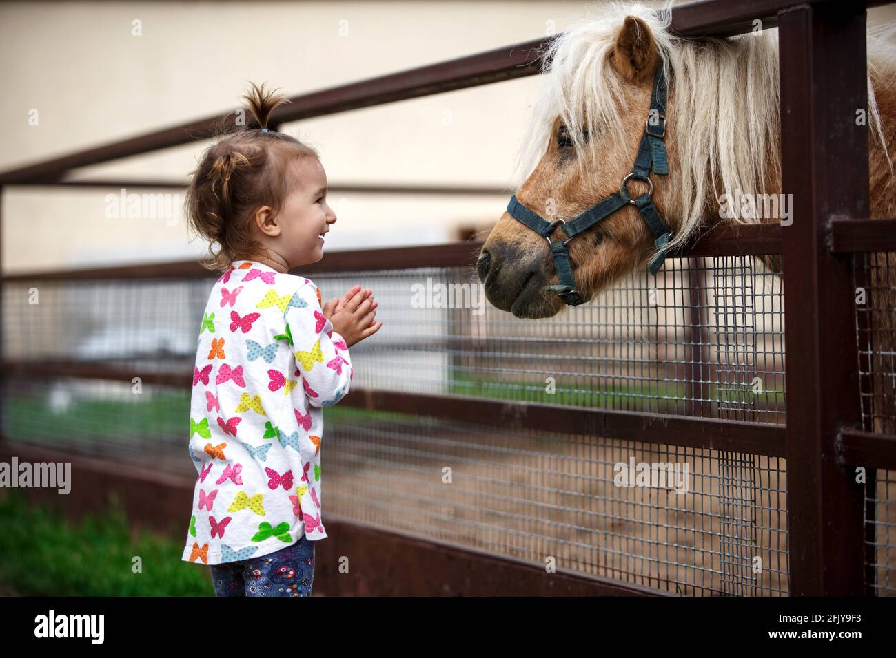 A little girl of Caucasian appearance enjoys a pony horse in a stable ...