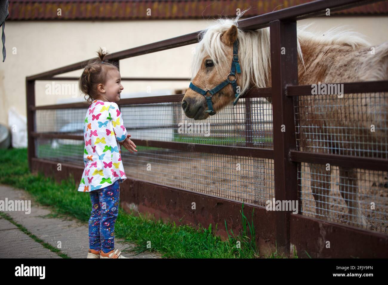A little girl of Caucasian appearance enjoys a pony horse in a stable ...