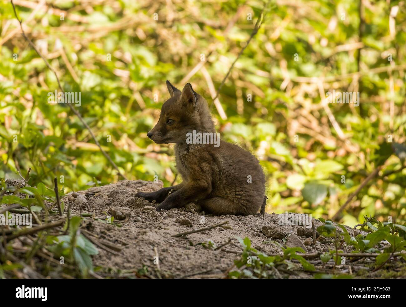 Suburban fox den hi-res stock photography and images - Alamy