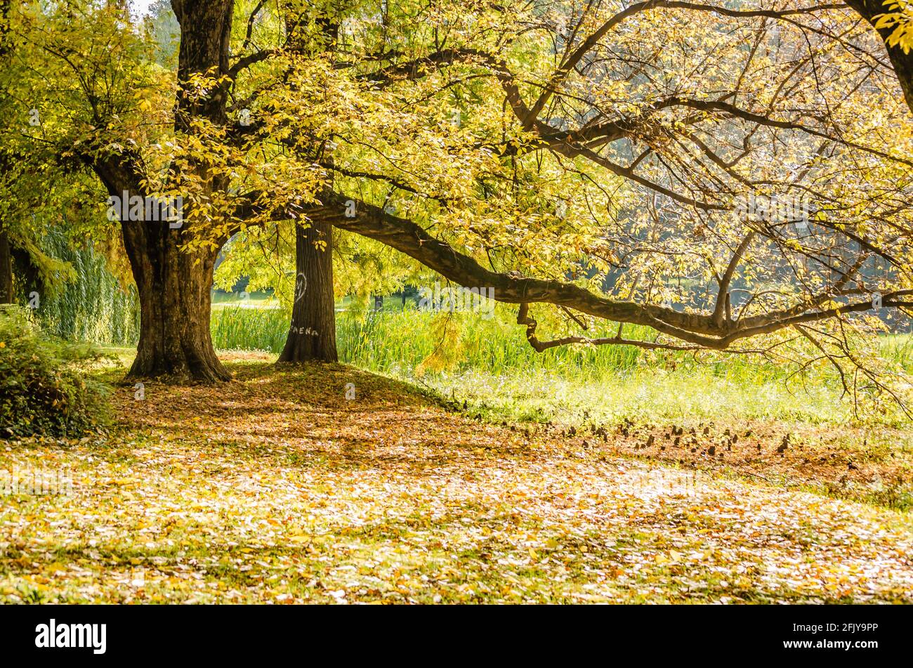Autumn trees in one of the parks in the city of Novi Sad - Serbia Stock ...
