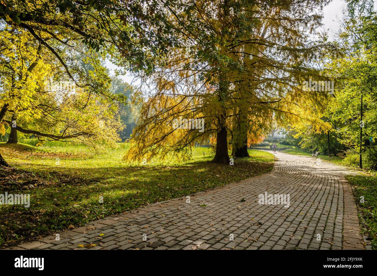 Autumn trees in one of the parks in the city of Novi Sad - Serbia Stock ...