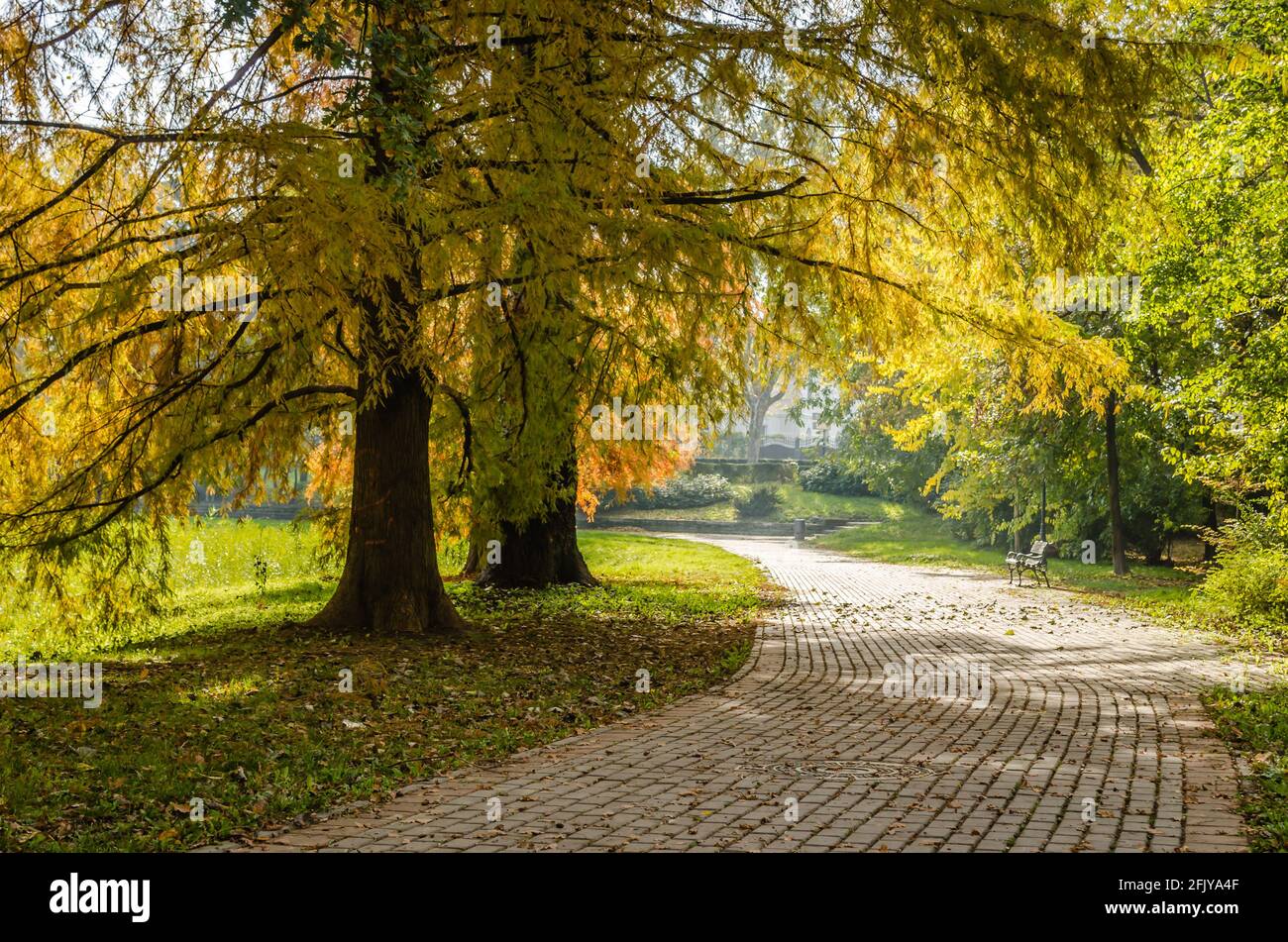 Autumn trees in one of the parks in the city of Novi Sad - Serbia Stock ...