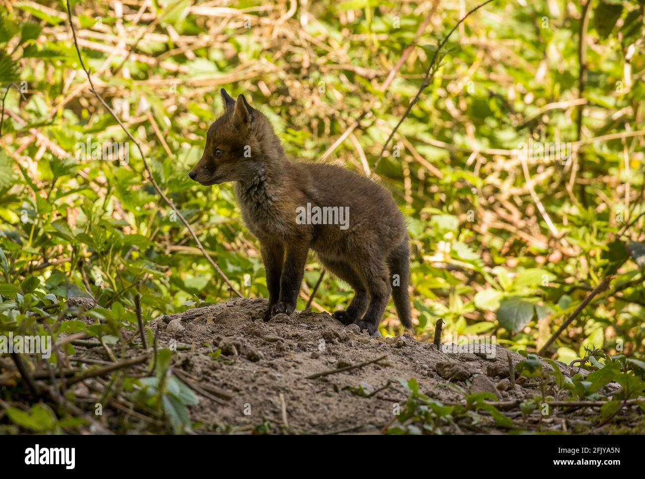 Suburban fox den hi-res stock photography and images - Alamy
