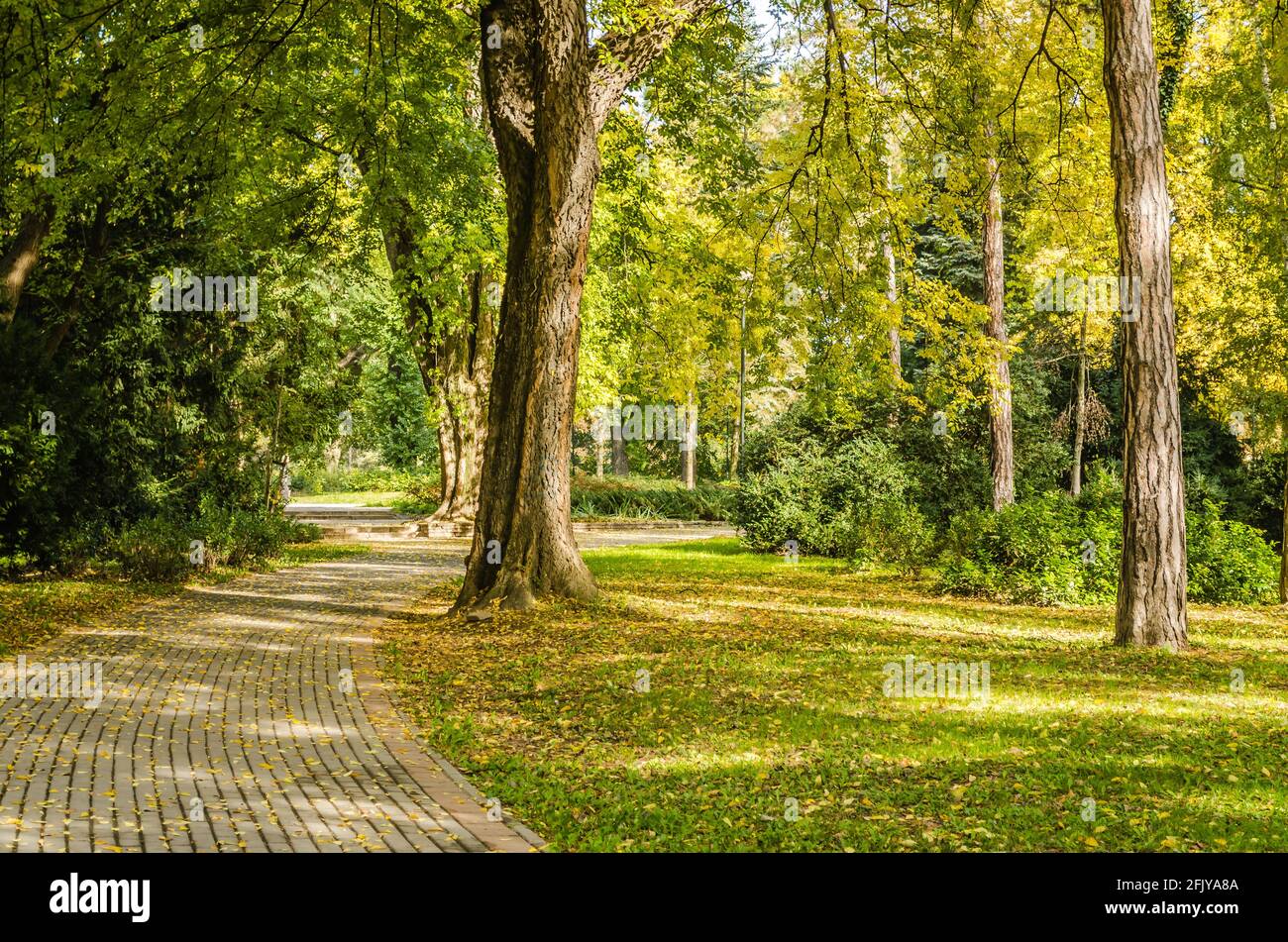 Autumn trees in one of the parks in the city of Novi Sad - Serbia Stock ...