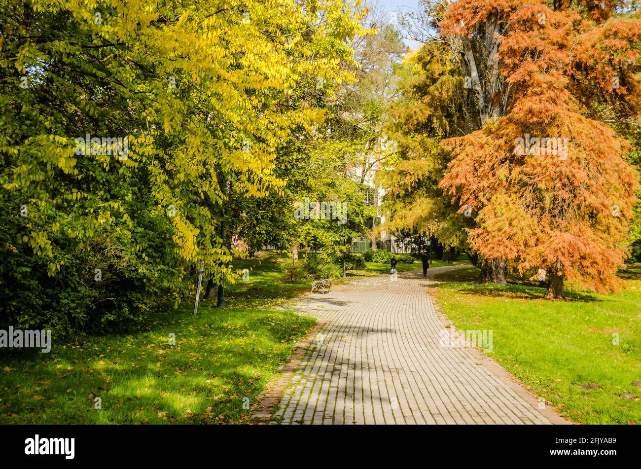 Autumn trees in one of the parks in the city of Novi Sad - Serbia Stock ...