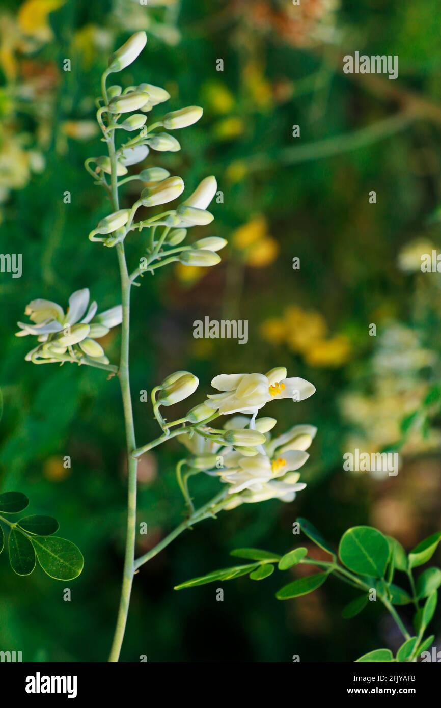 Moringa oleifera is a drought resistant tree of the family Moringaceae ...