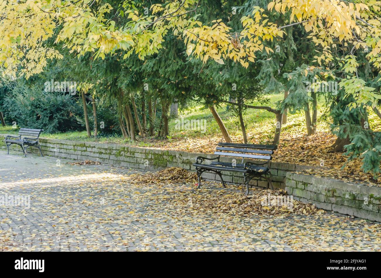 Autumn trees in one of the parks in the city of Novi Sad - Serbia Stock ...