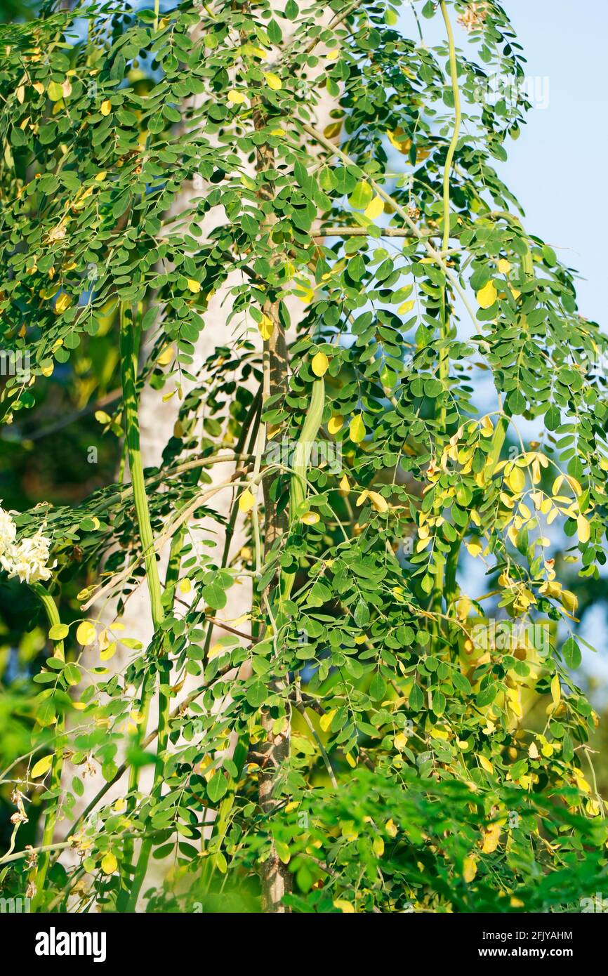Moringa oleifera is a drought-resistant tree of the family Moringaceae ...