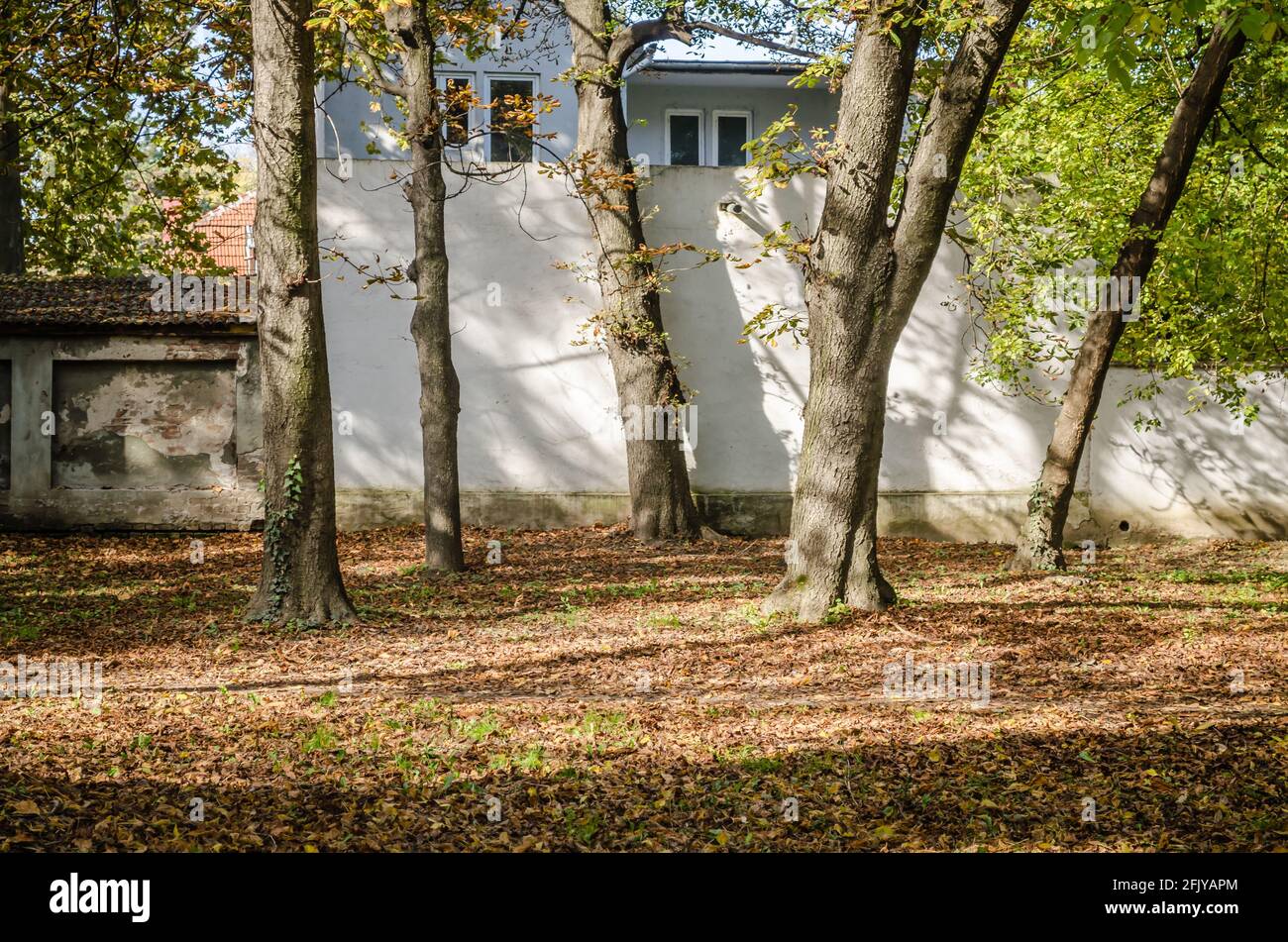 Autumn trees in one of the parks in the city of Novi Sad - Serbia Stock ...