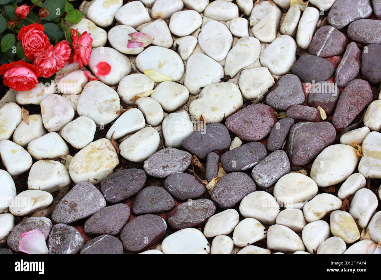 Pebbles and rose. Ornate garden. Landscape design Stock Photo - Alamy