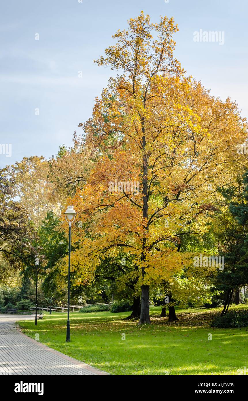 Autumn trees in one of the parks in the city of Novi Sad - Serbia Stock ...