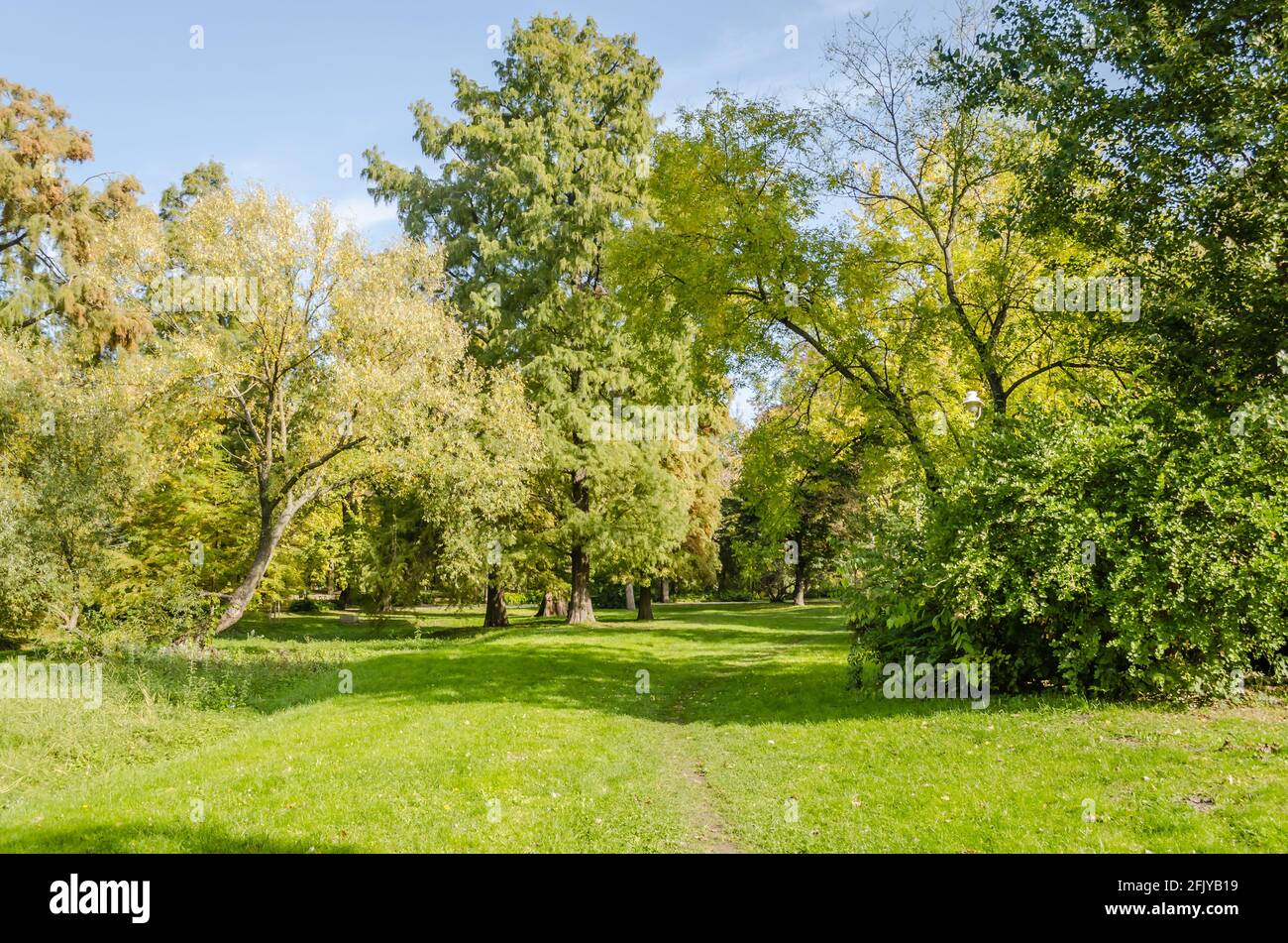 Autumn trees in one of the parks in the city of Novi Sad - Serbia Stock ...
