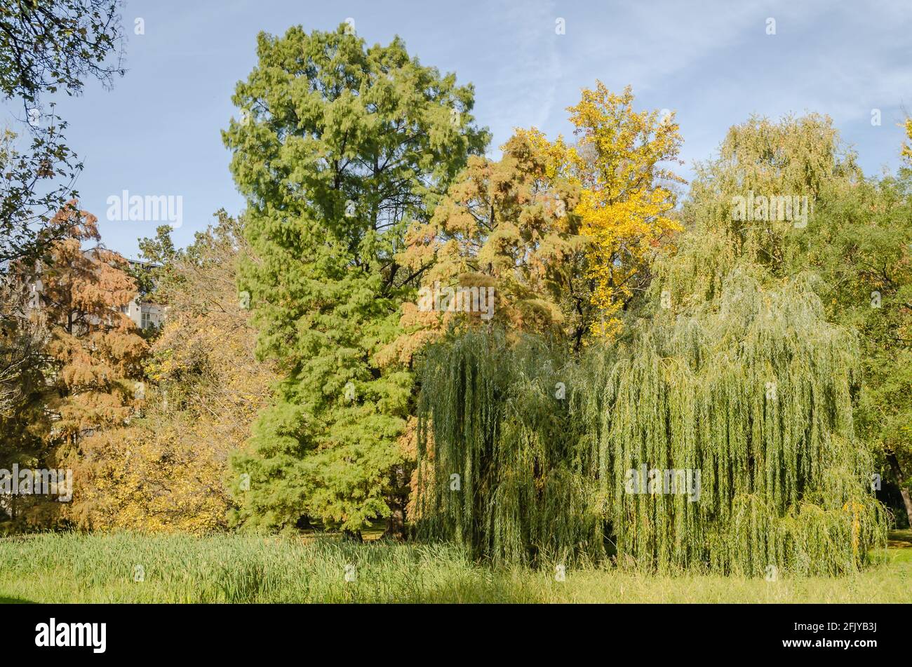 Autumn trees in one of the parks in the city of Novi Sad - Serbia Stock ...