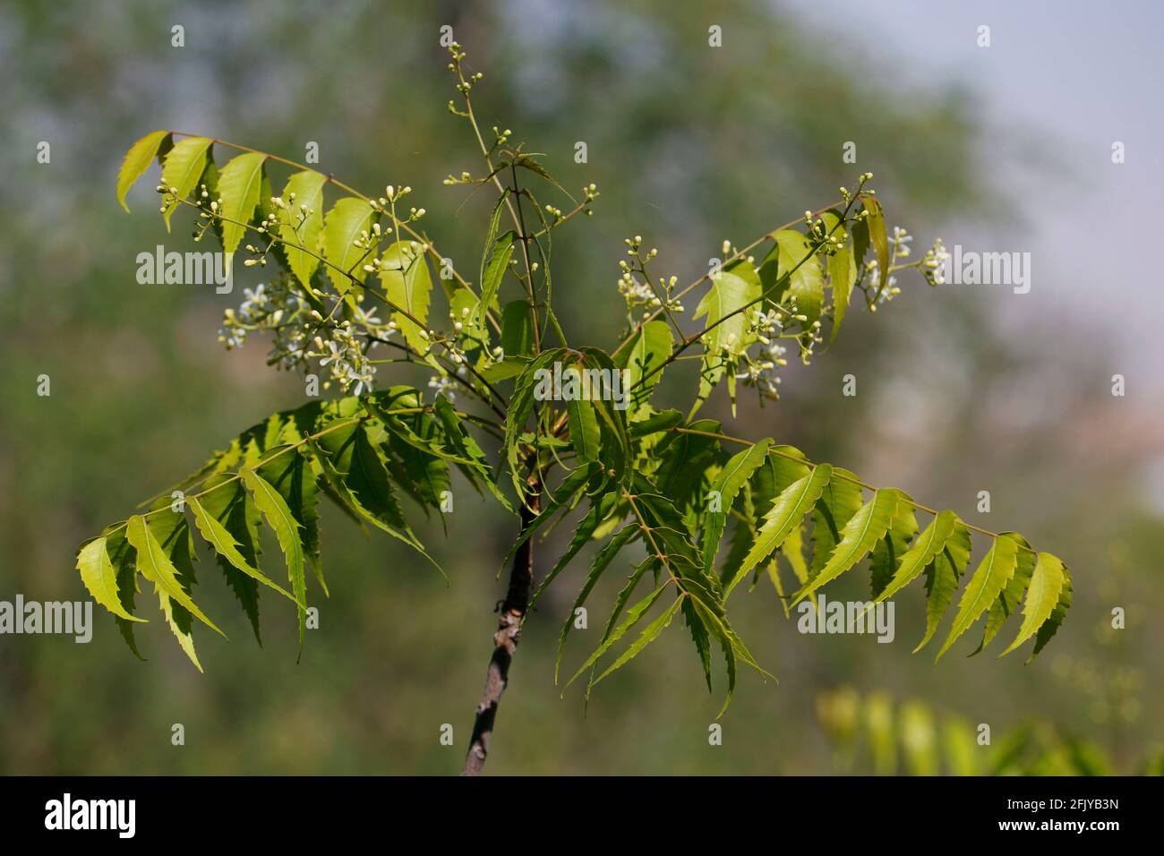 Azadirachta indica, commonly known as neem, nimtree or Indian lilac in ...