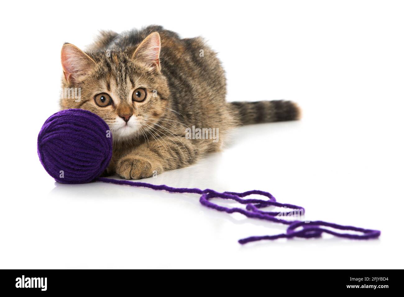 Funny cat playing ball wool yarn hi-res stock photography and images ...