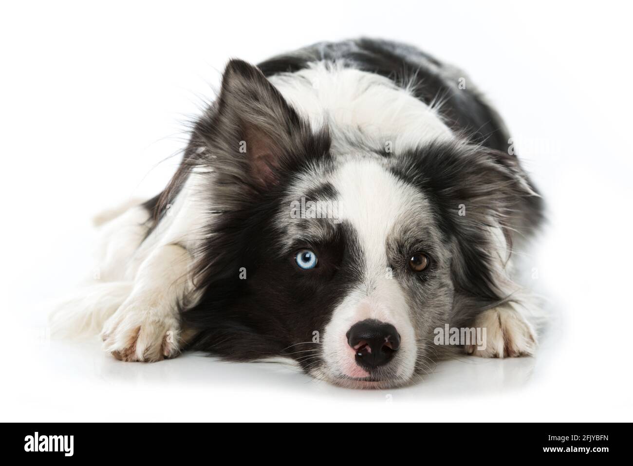 Border collie lying isolated on white Stock Photo - Alamy